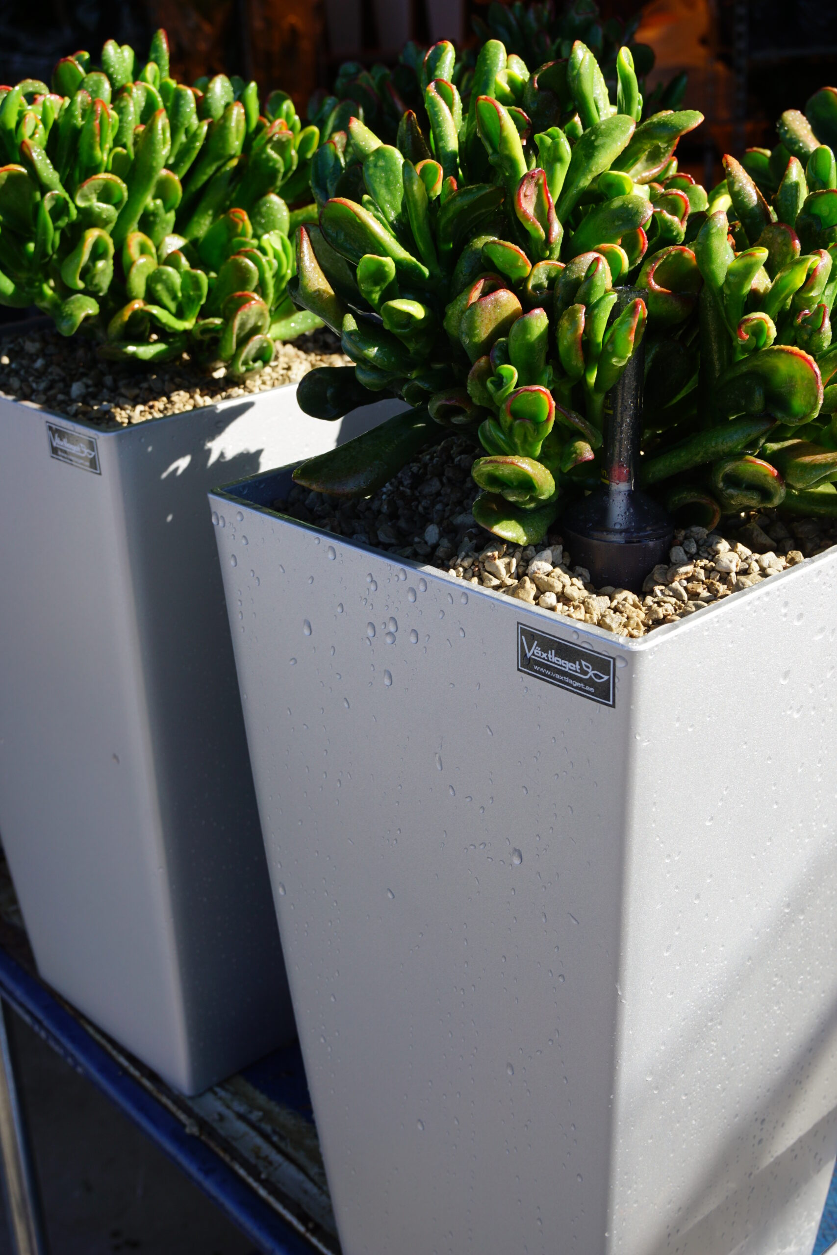 Pimpsten i plantering